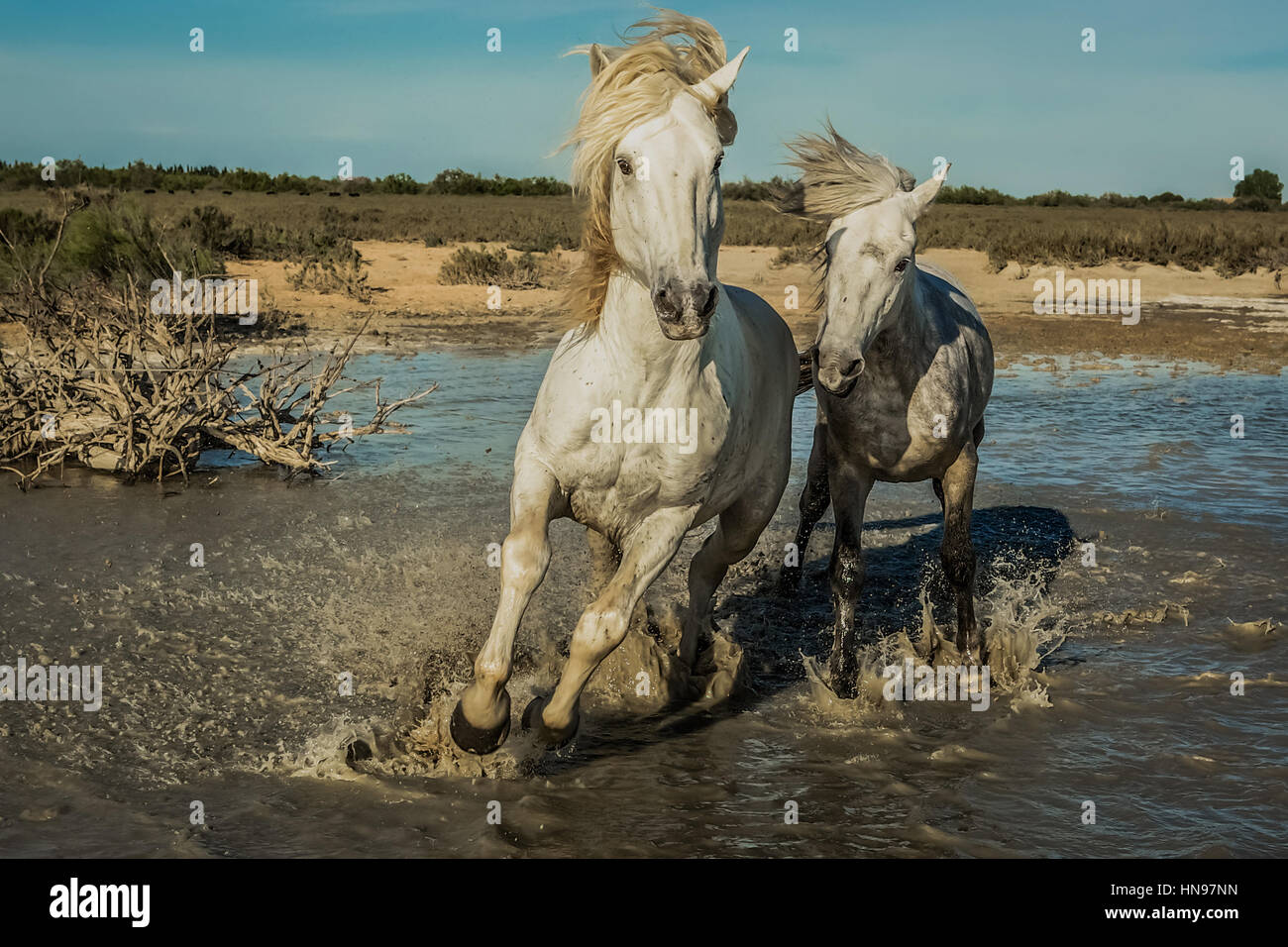 Horse stallion fight hi-res stock photography and images - Alamy