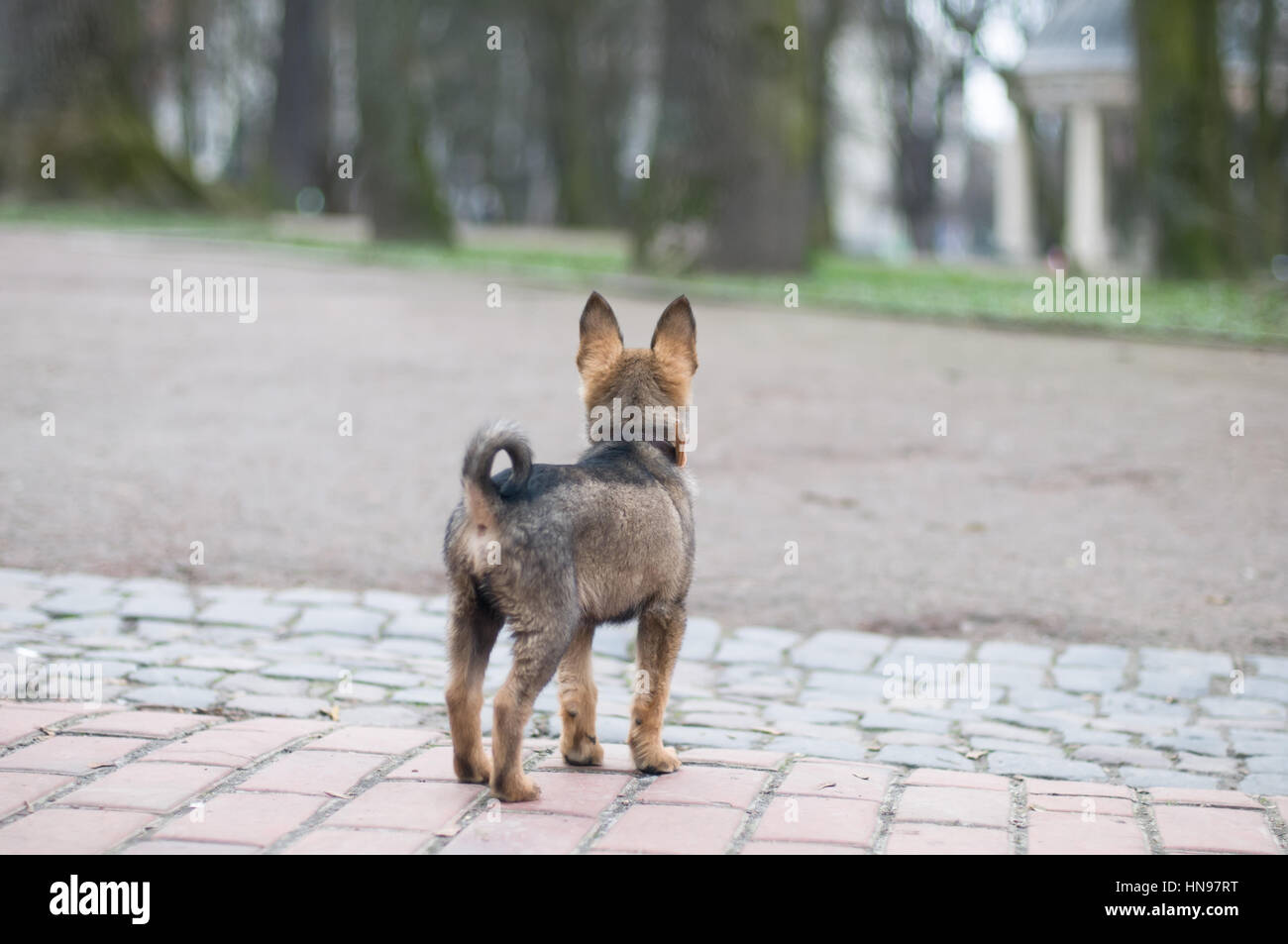 Back view cute little hi-res stock photography and images - Alamy