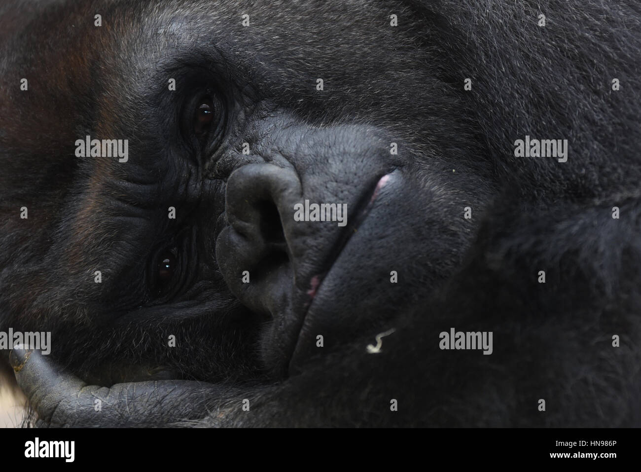 Madrid, Spain. 09th Feb, 2017. Malabo, a 25-year-old western lowland ...