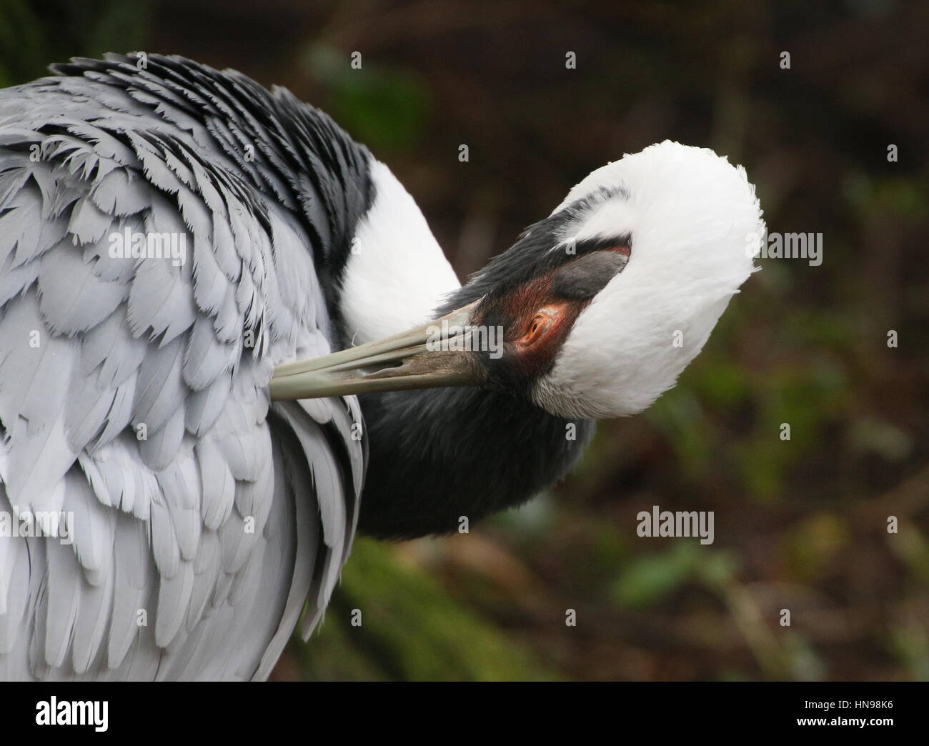 Preening feathers hi-res stock photography and images - Alamy