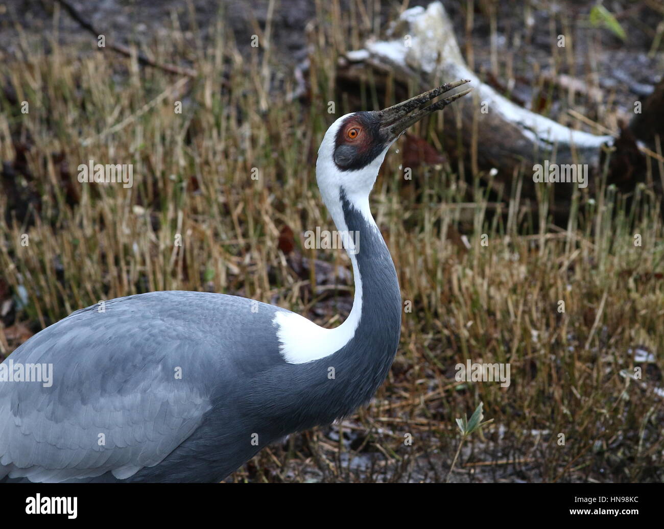 Gru russia hi-res stock photography and images - Alamy