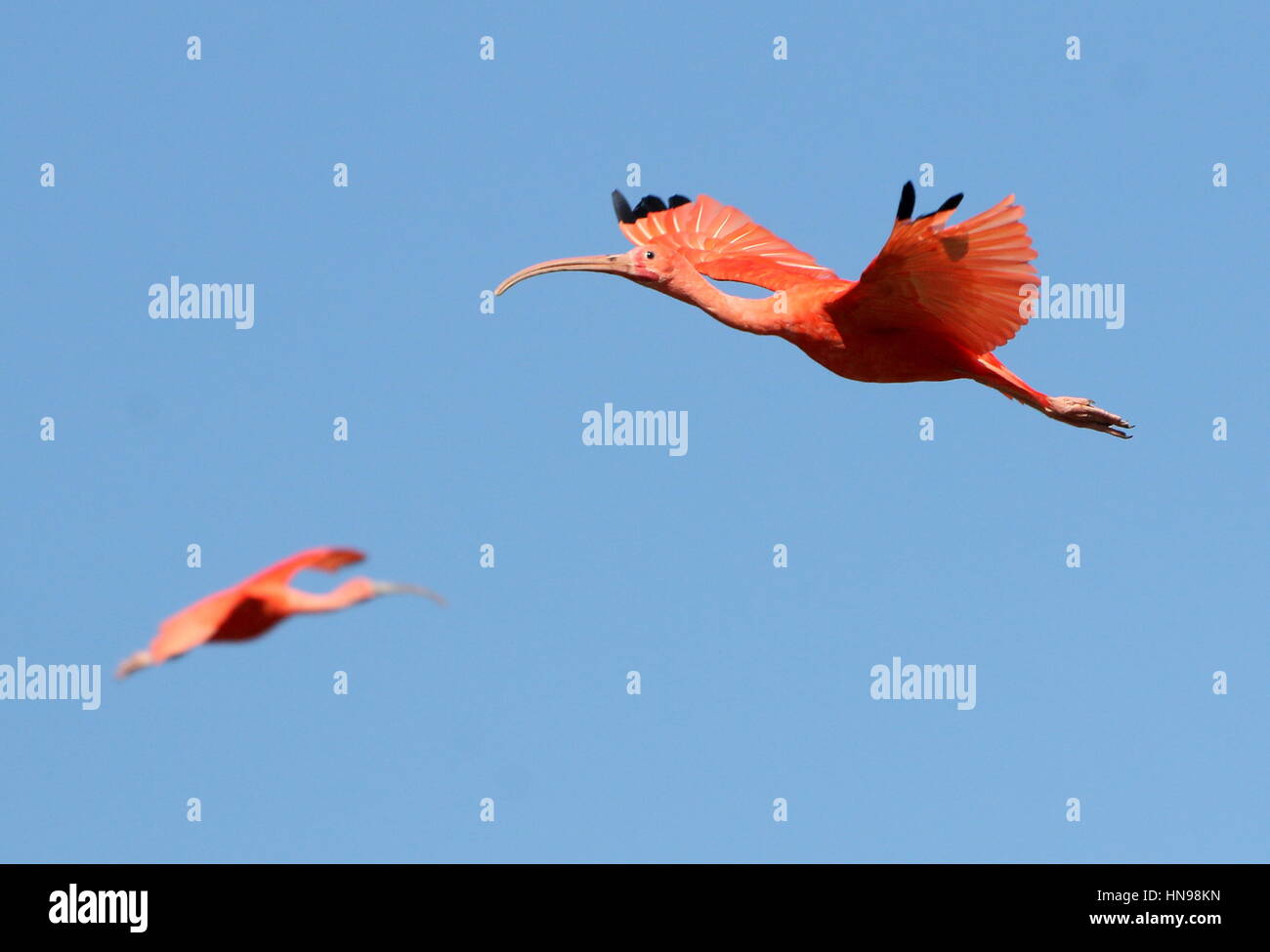 Scarlet ibis birds in flight hi-res stock photography and images - Alamy