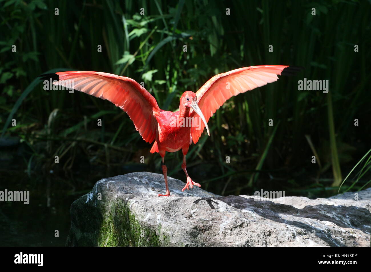 Scarlet ibis flying hi-res stock photography and images - Alamy