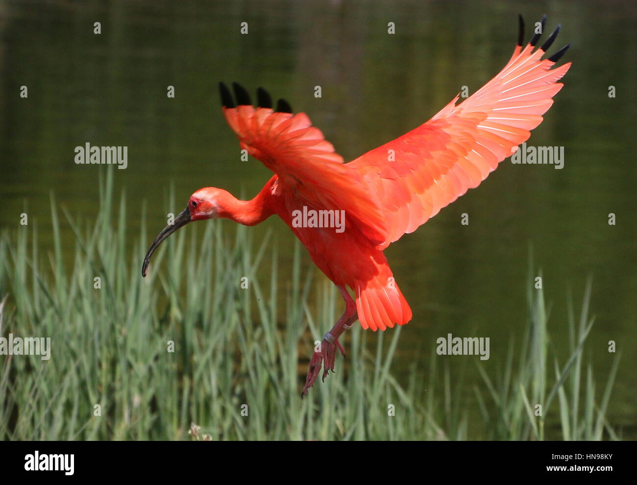 Scarlet ibis wings spread hi-res stock photography and images - Alamy