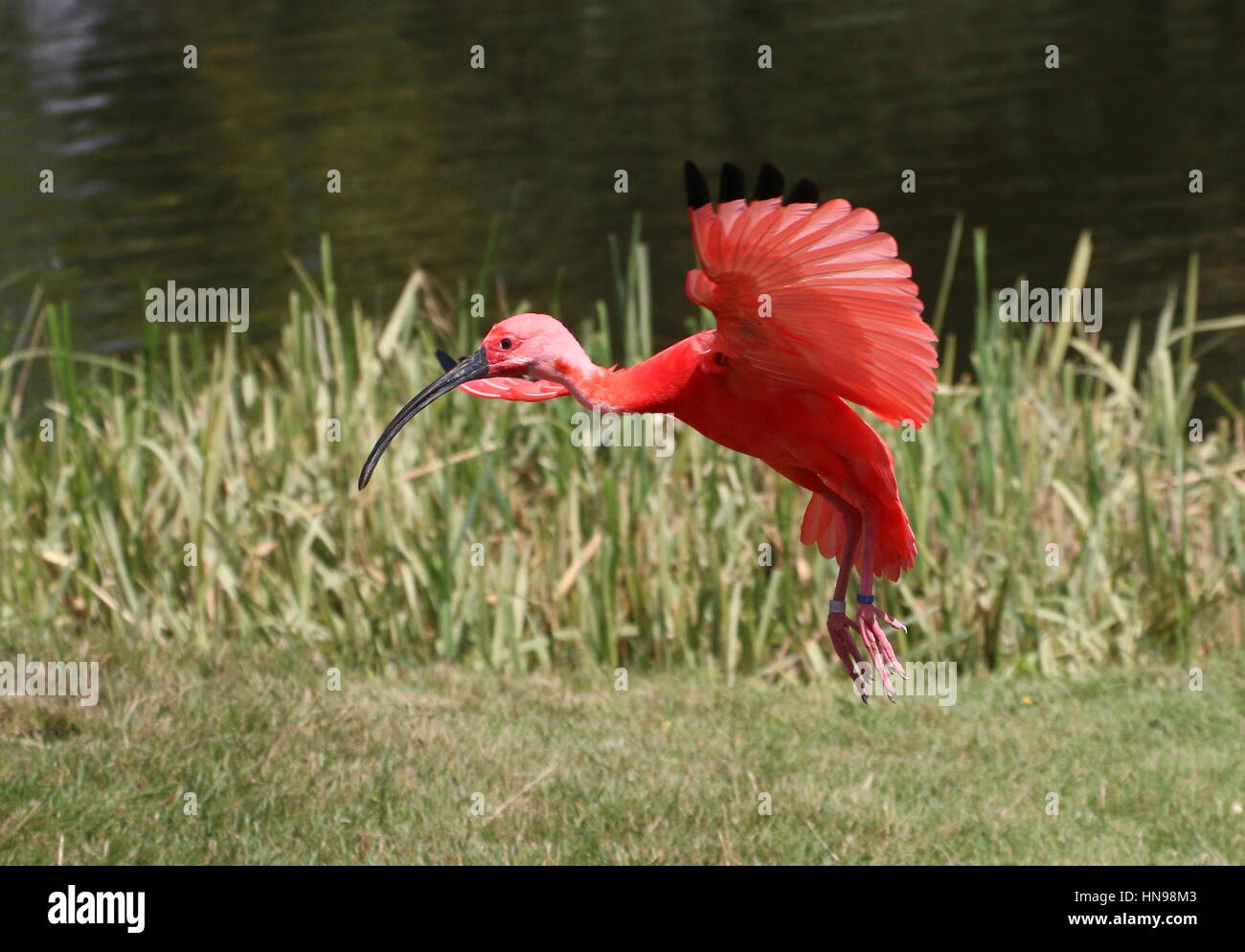 Scarlet ibis in flight hi-res stock photography and images - Alamy