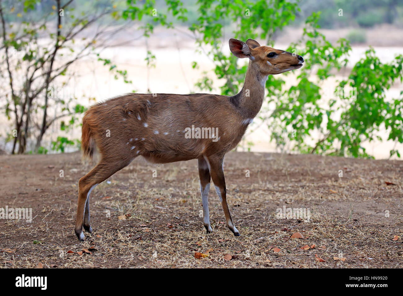 Bushbuck, Imbabala, (Tragelaphus scriptus sylvaticus), adult female ...