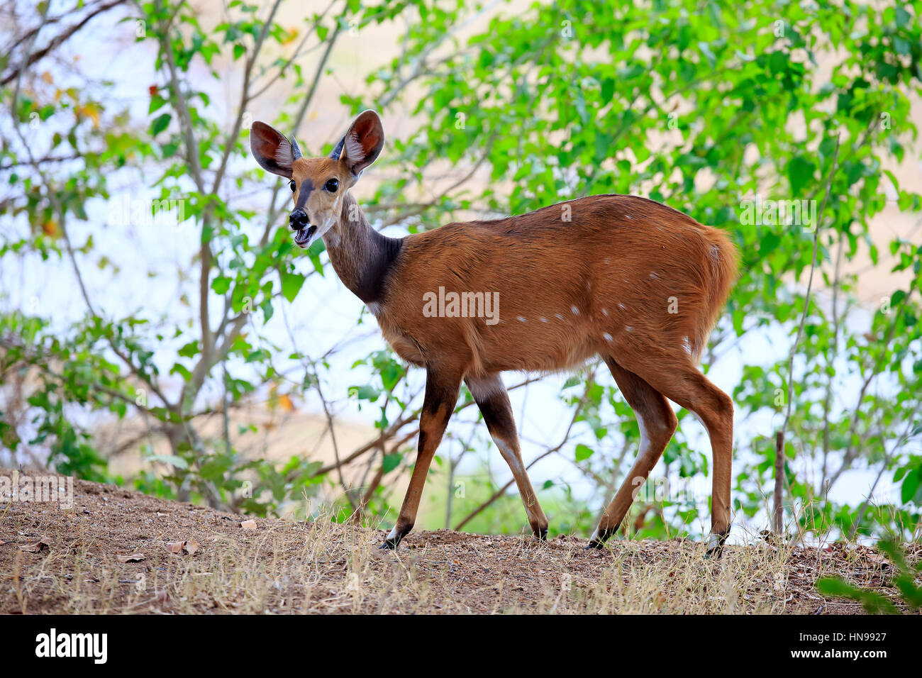 Bushbuck, Imbabala, (Tragelaphus scriptus sylvaticus), young male ...