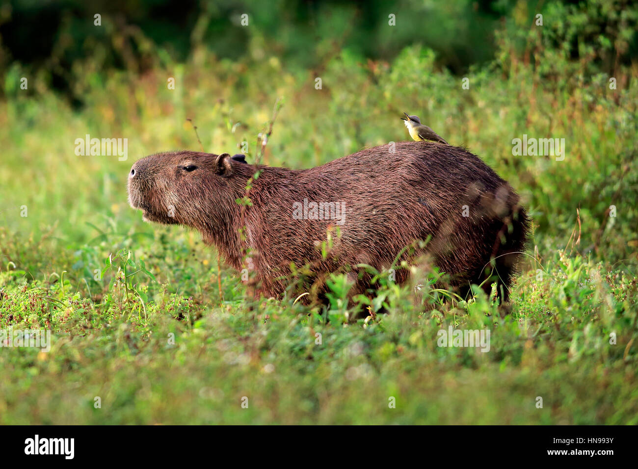 Capybara, (Hydrochoerus hydrochaeris), adult on shore, with Lesser ...