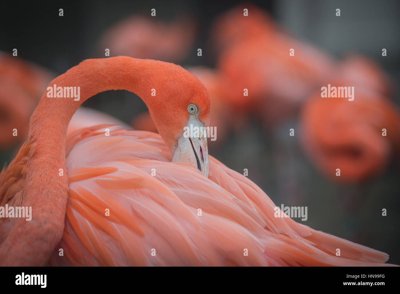 Flamingo field hi-res stock photography and images - Alamy