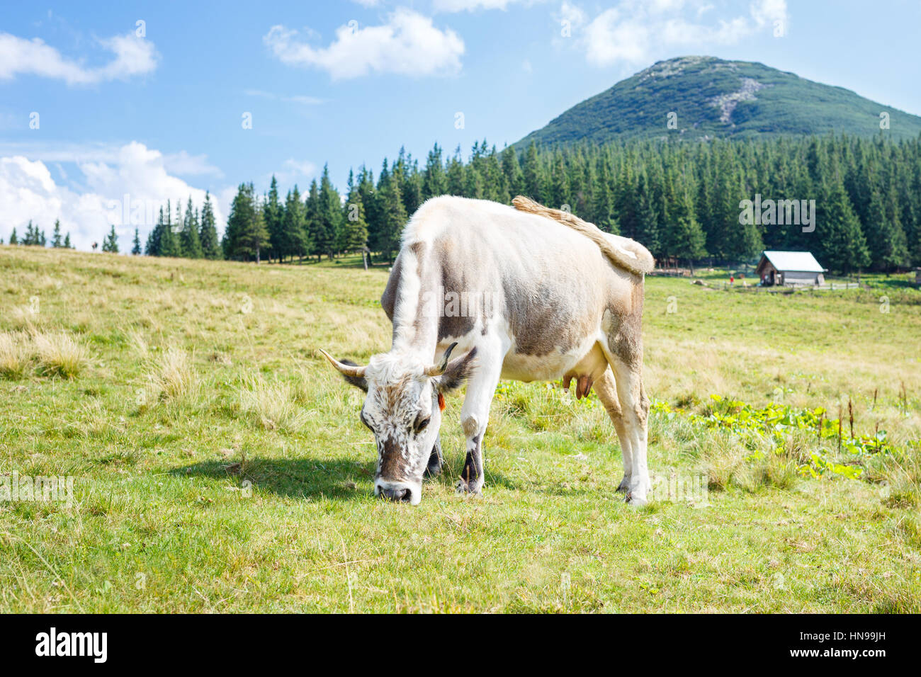 Blue grey cattle hi-res stock photography and images - Alamy