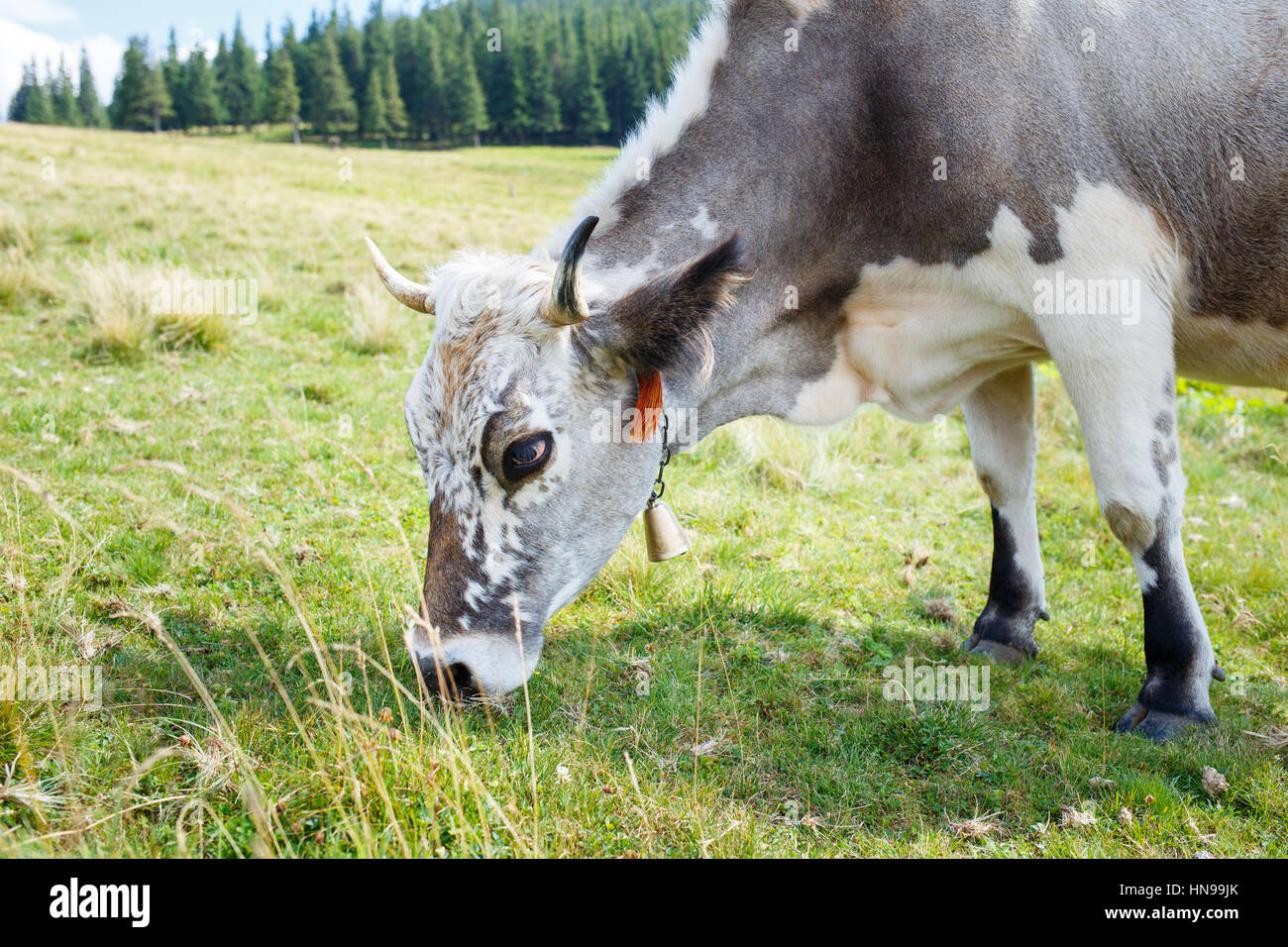 Grey swiss cattle hi-res stock photography and images - Alamy