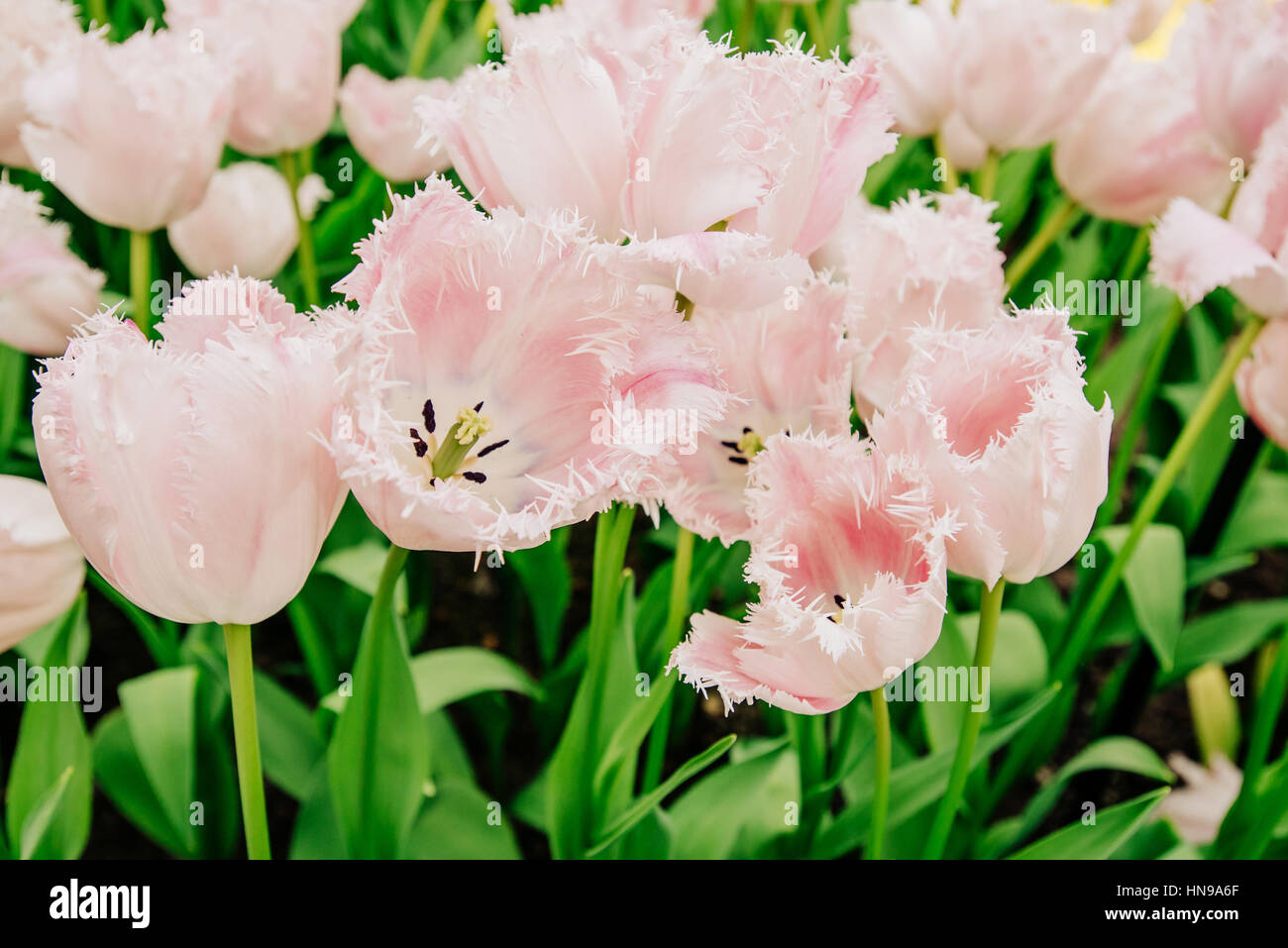 Wonderful spring tulips Stock Photo - Alamy
