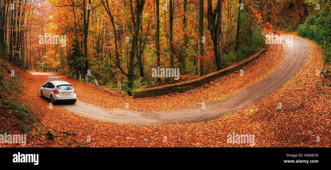 car on a forest path Stock Photo - Alamy