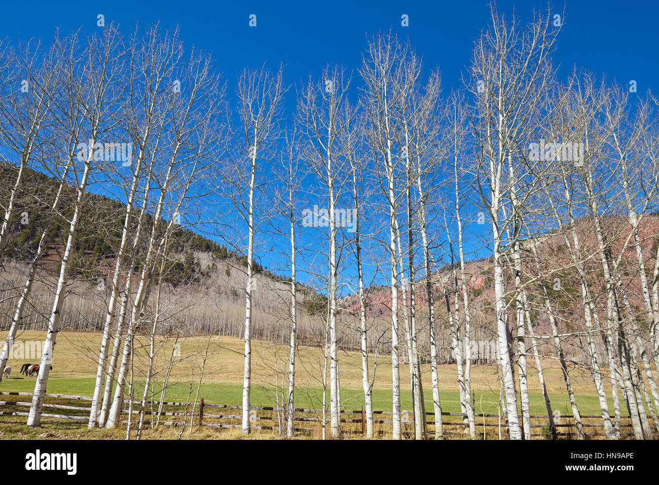 Landscape birch trees hi-res stock photography and images - Alamy