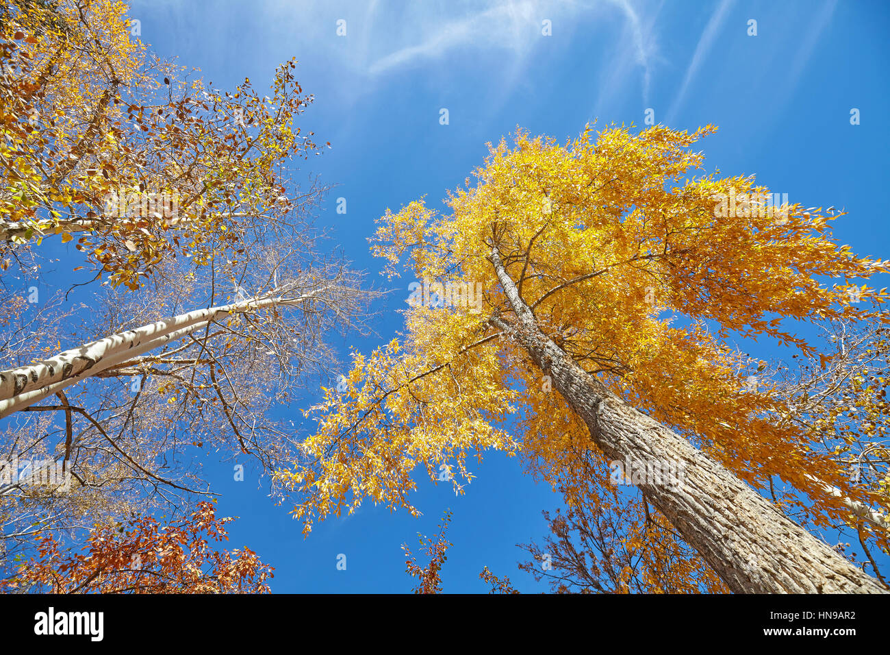 Looking up at autumn trees on a sunny day, nature background Stock ...