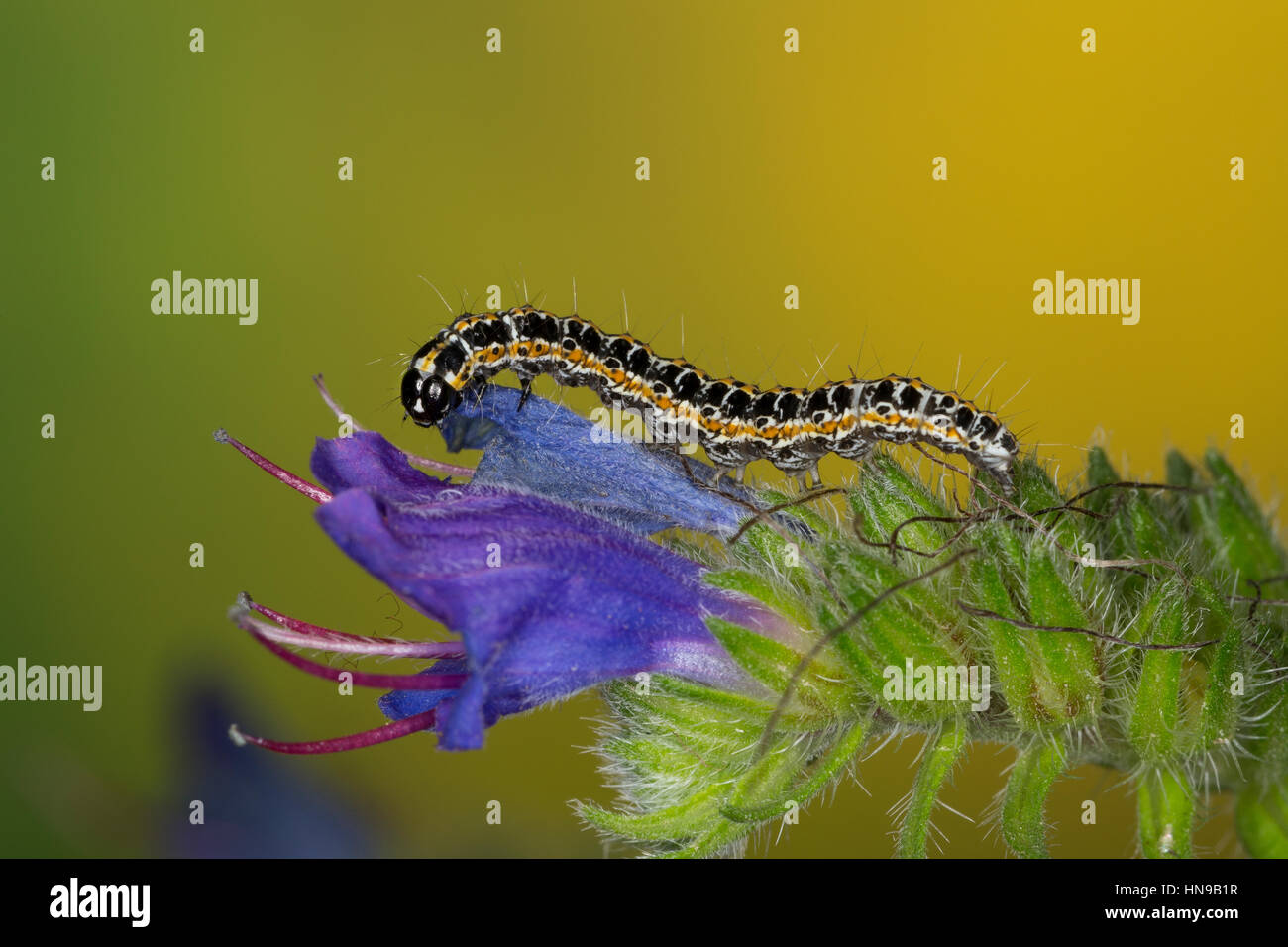 Raupe frisst an Natternkopf, Echium vulgare, Ethmia bipunctella, Viper ...