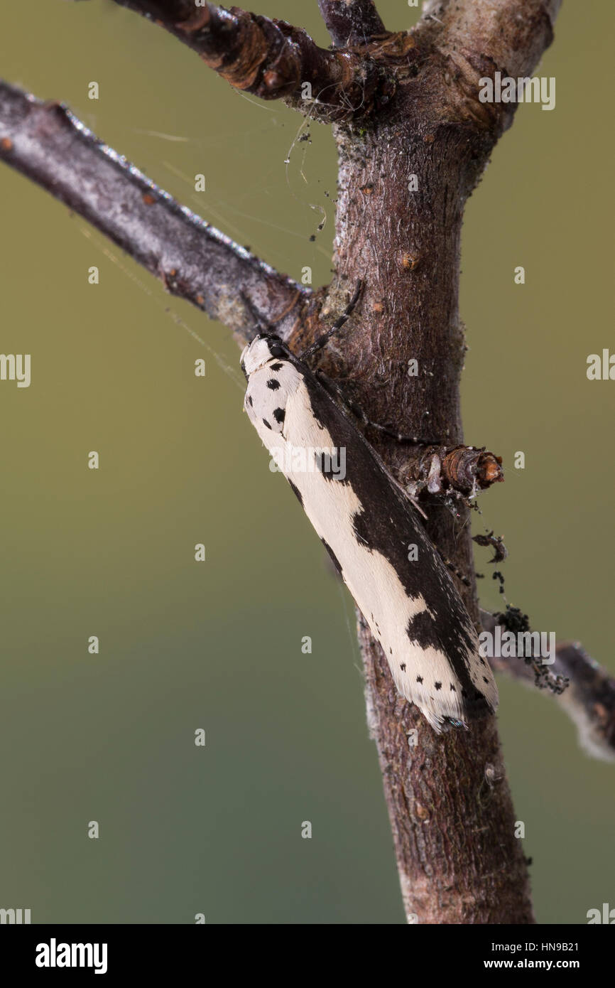 Elchistidae hi-res stock photography and images - Alamy