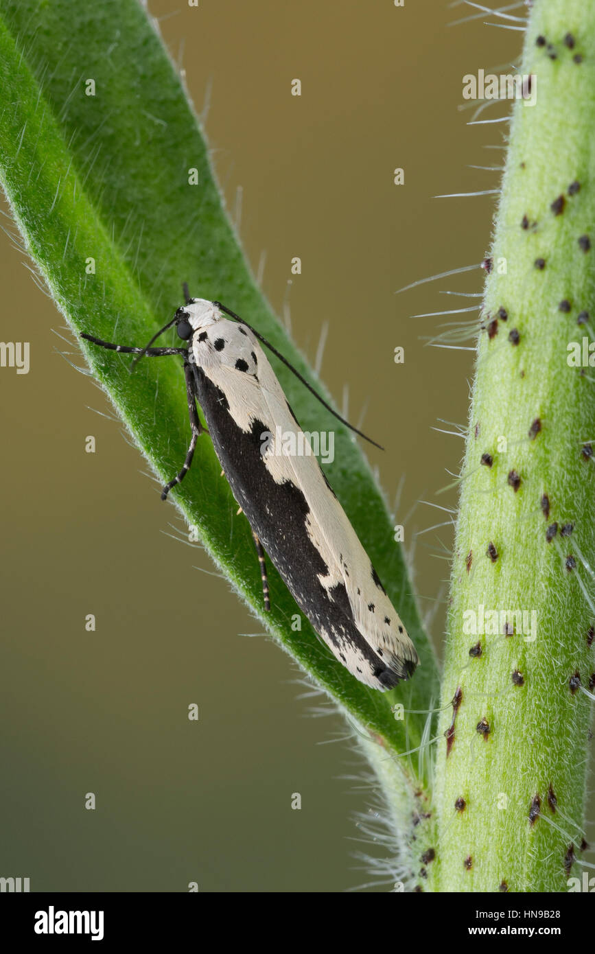 Ethmia bipunctella, Viper's Bugloss Moth, Vipers Bugloss Moth, Bordered ...