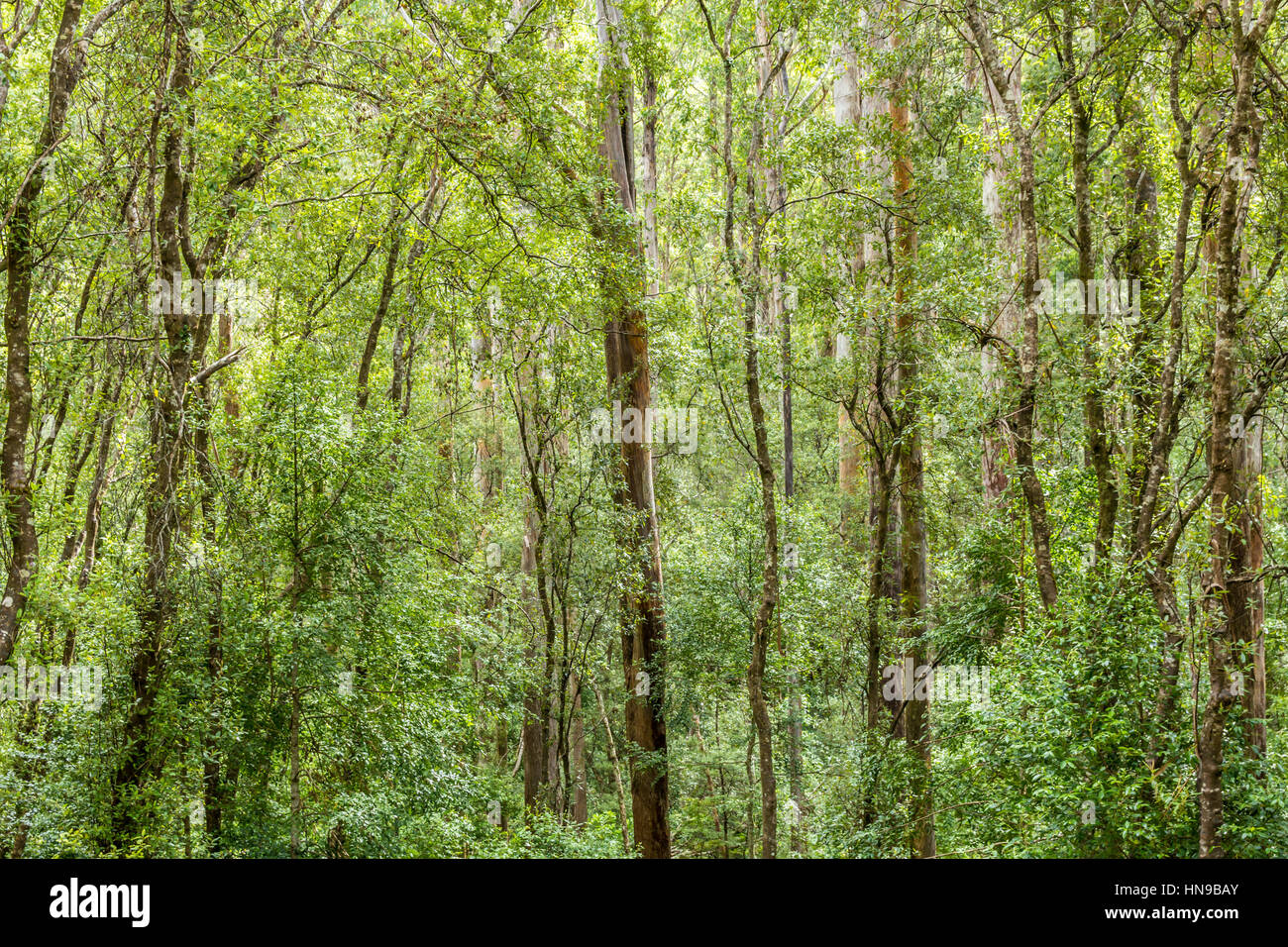 Thick woodland forest abstract background Stock Photo - Alamy