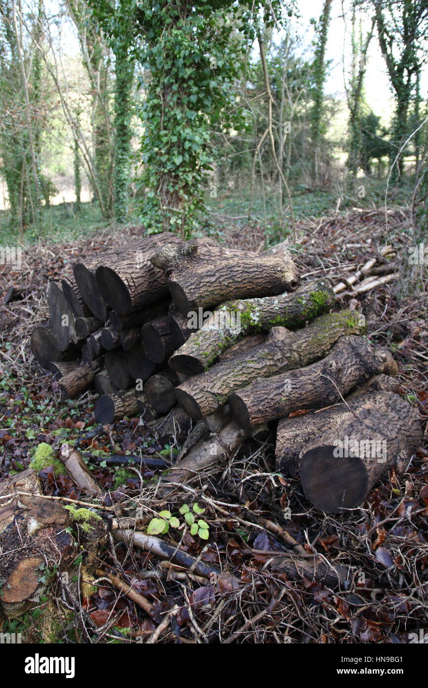 Nestling in undergrowth hi-res stock photography and images - Alamy