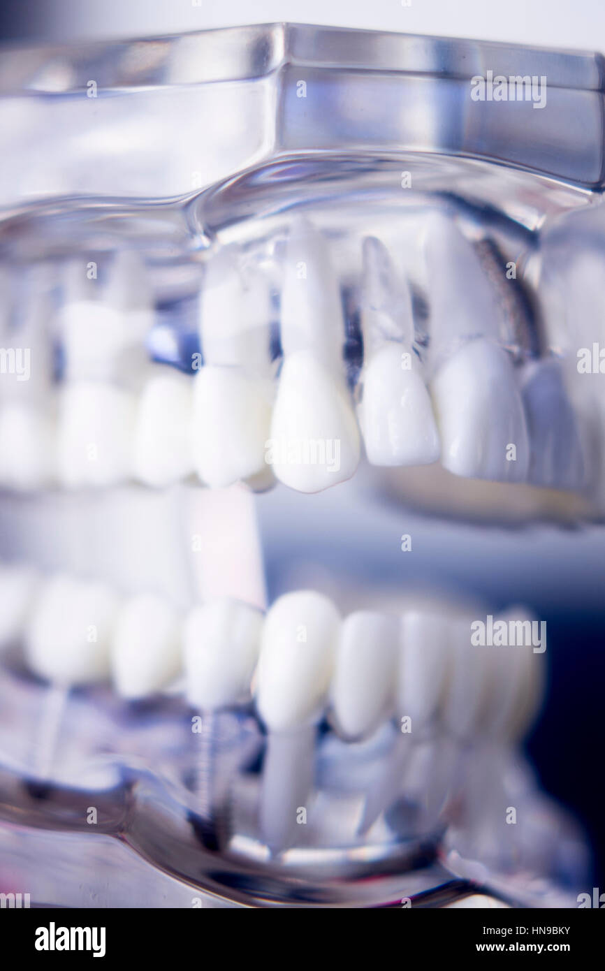 Dentists tooth plastic model used for teaching, learning and patient ...