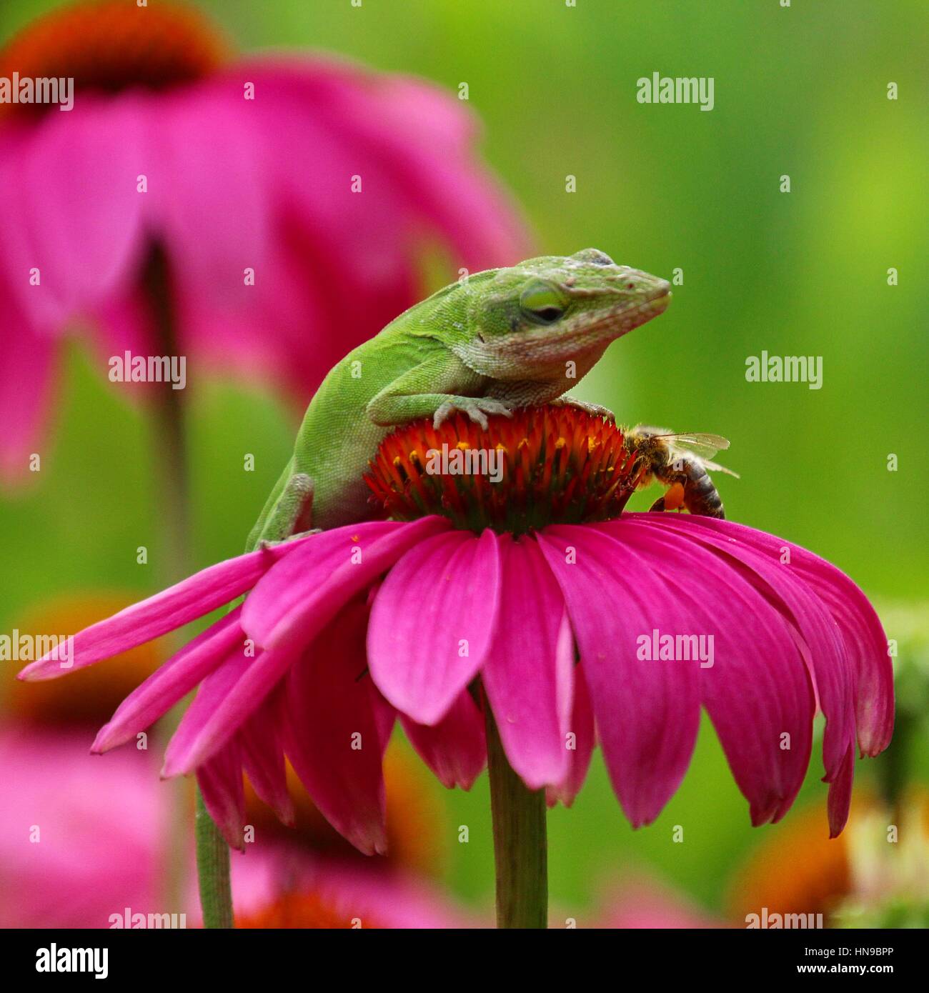 This is my Flower Stock Photo - Alamy