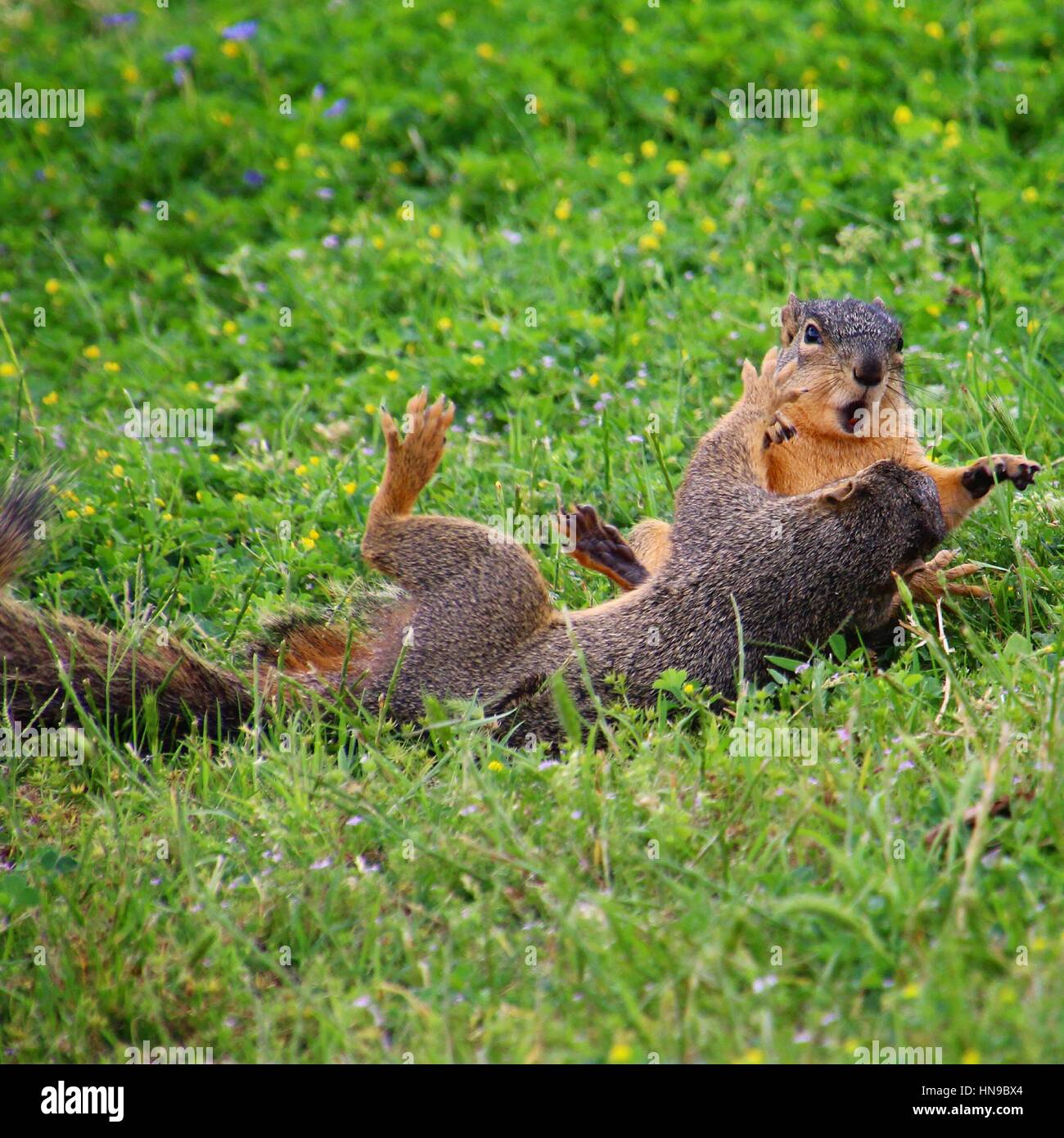 Squirrels at Play Stock Photo - Alamy