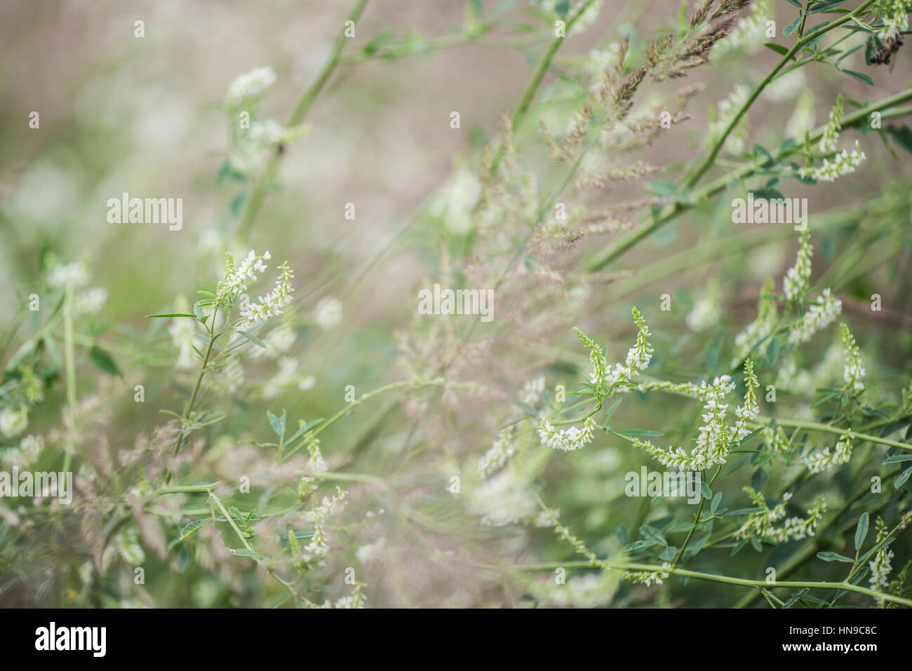 Pastel colors wild plants Melilot polish lea Stock Photo - Alamy