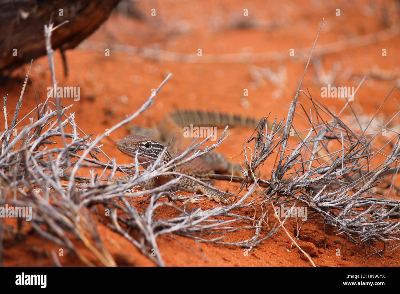 Lizard photographed in the Australian desert Stock Photo - Alamy