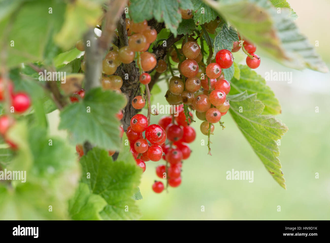 Organic redberry red and green fruits, fresh and natural Stock Photo ...