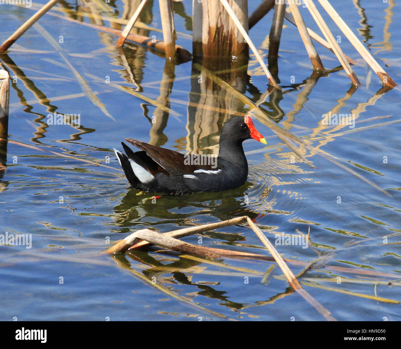 Florida Moorhen (Common Moorhen Stock Photo - Alamy