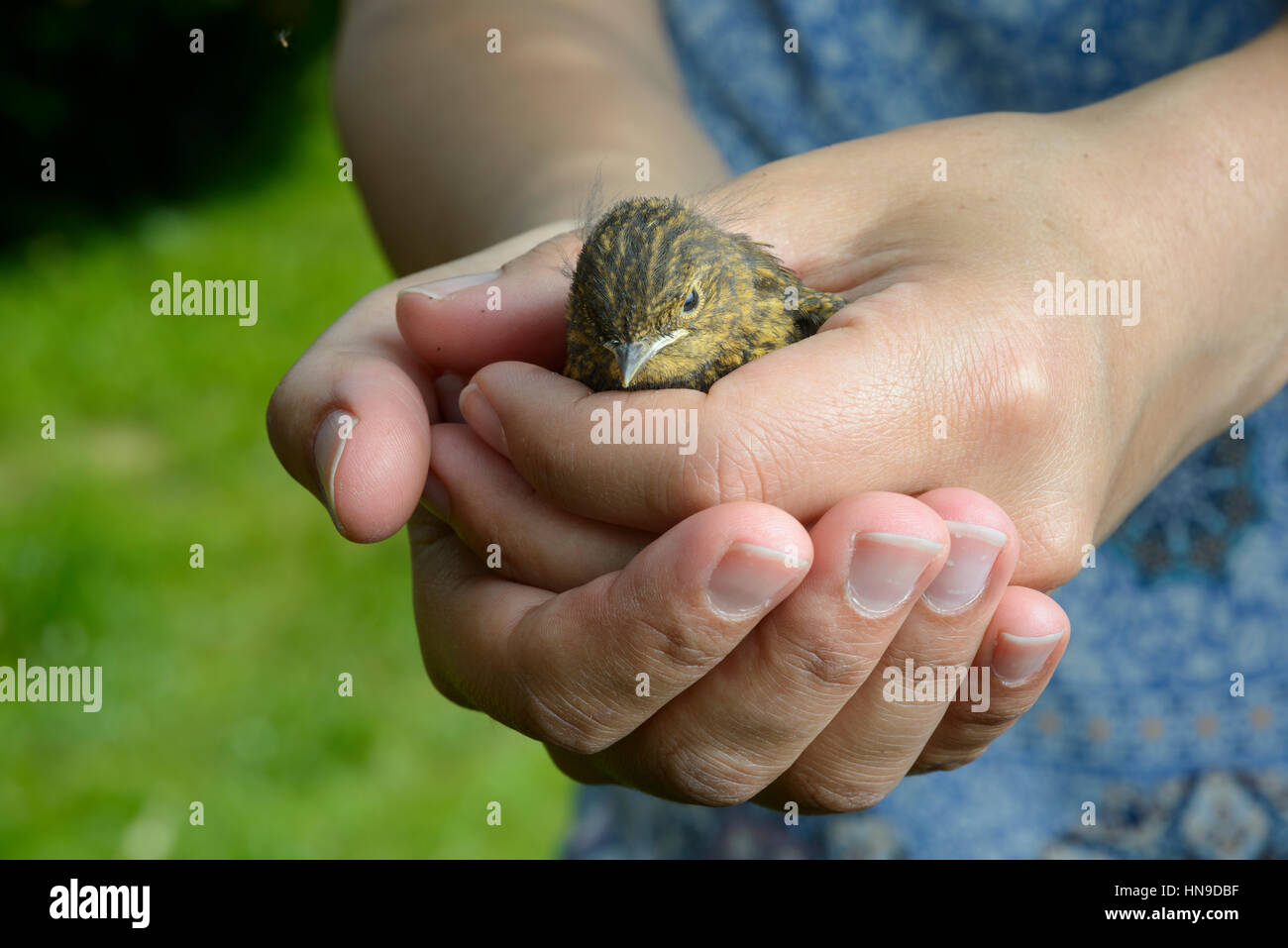 Sick baby bird hi-res stock photography and images - Alamy