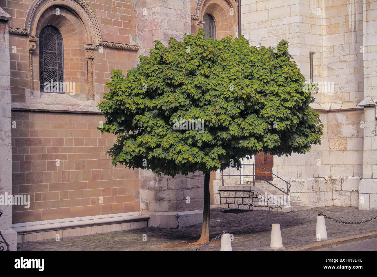 Green tree near the old medieval castle Stock Photo - Alamy