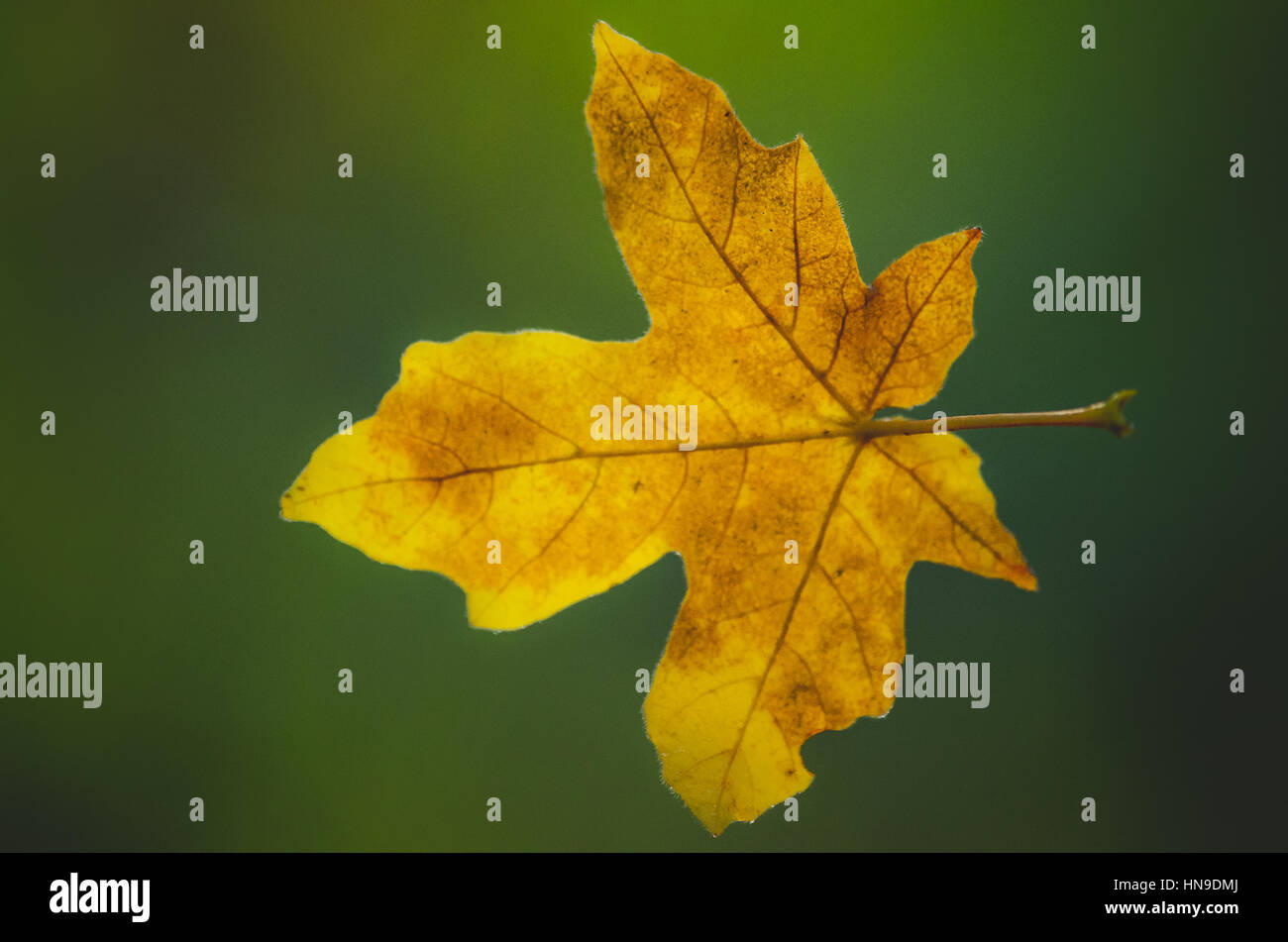 Leaf falling autumn hi-res stock photography and images - Alamy