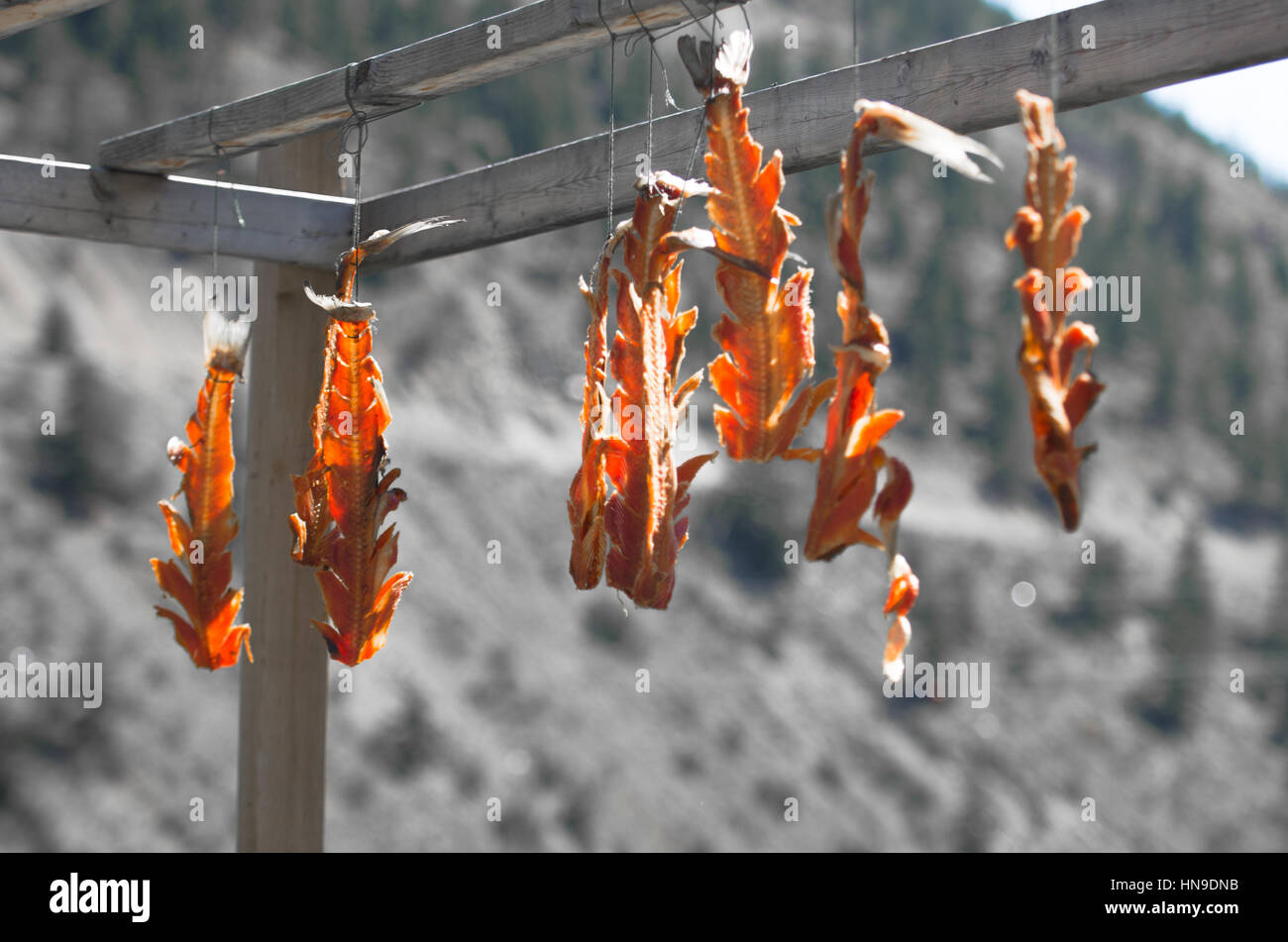 traditional first nation salmon curing after net fishing Stock Photo ...