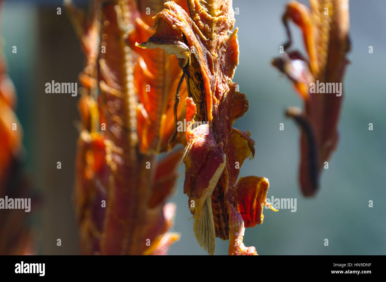 traditional first nation salmon curing after net fishing Stock Photo ...