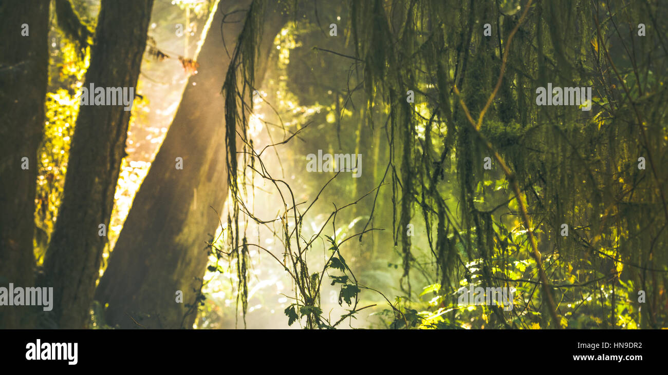 Temperate nature hi-res stock photography and images - Alamy