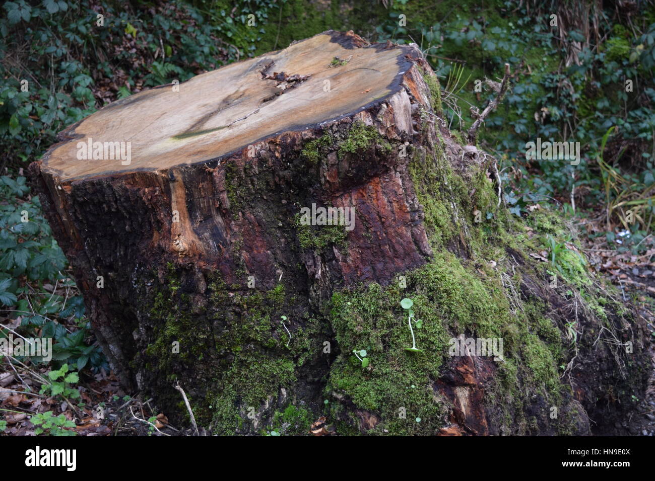 Old tree stump in the forest Stock Photo - Alamy