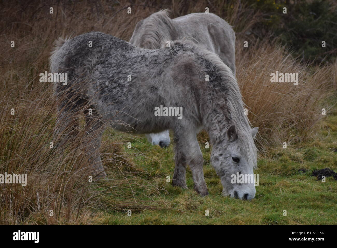 Grey mules in a field Stock Photo - Alamy