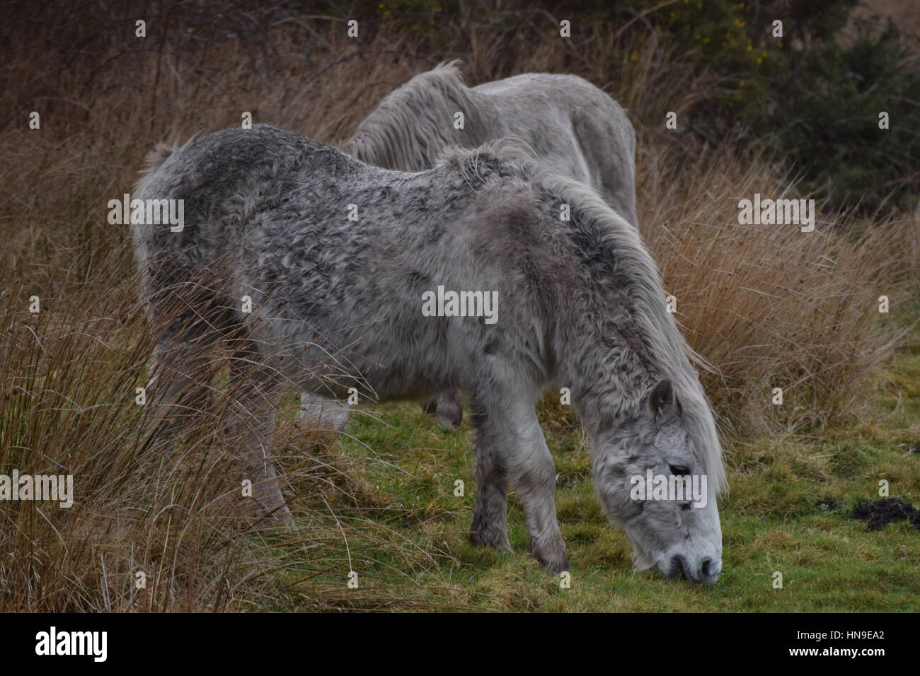 Grey mules in a field Stock Photo - Alamy