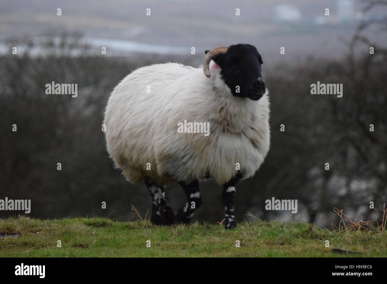 Fluffy white sheep hi-res stock photography and images - Alamy