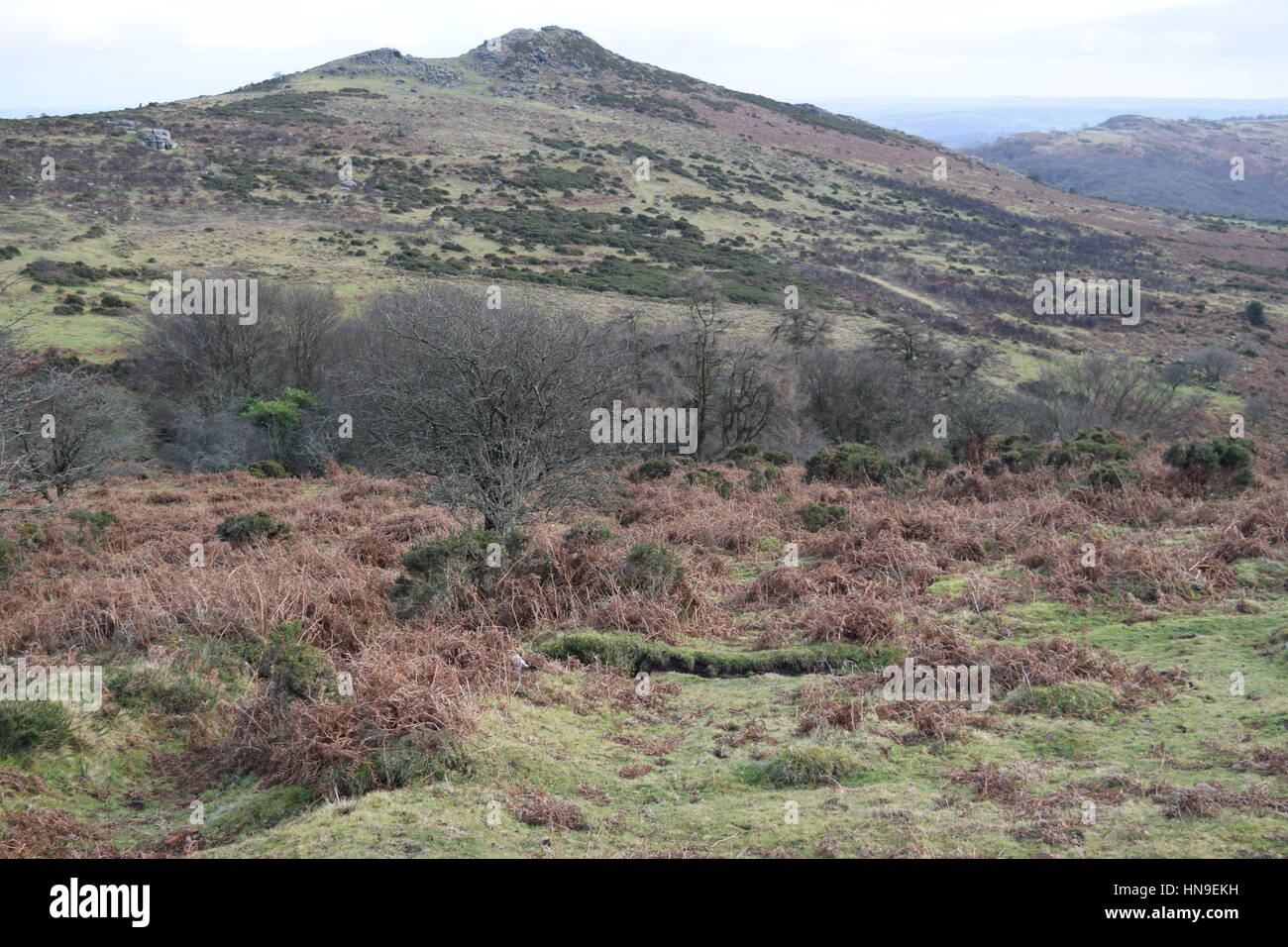 Dull morning landscape with green meadow and wet road Stock Photo - Alamy
