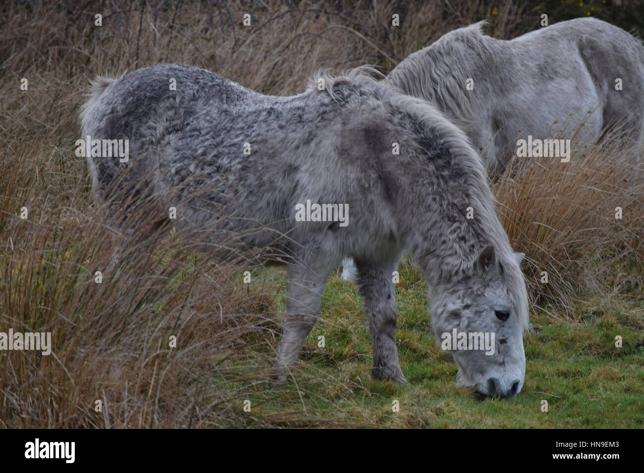 Grey mule eating grass Stock Photo - Alamy