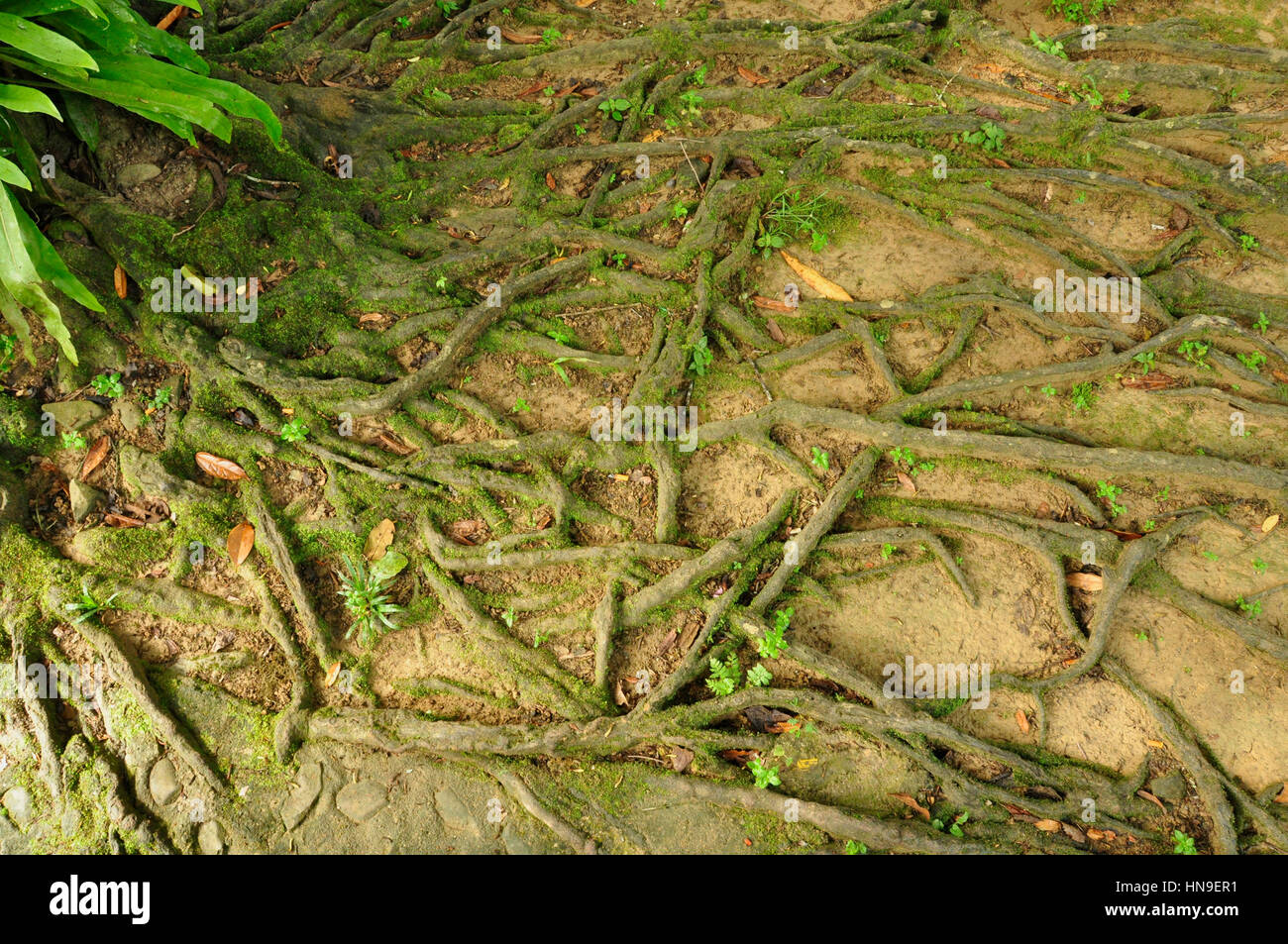A complex web of tentacles reaching out to find moisture here in South ...