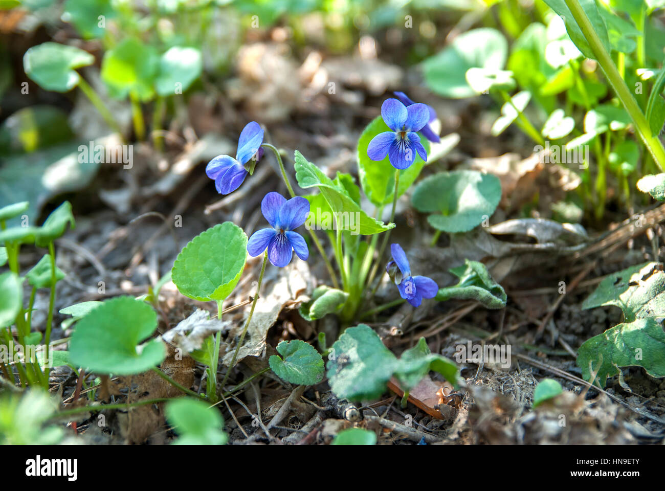 Blue Violets green leaves and bright sun Stock Photo - Alamy