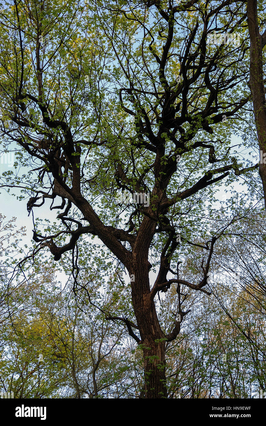 Branchy tree on the blue sky background Stock Photo - Alamy