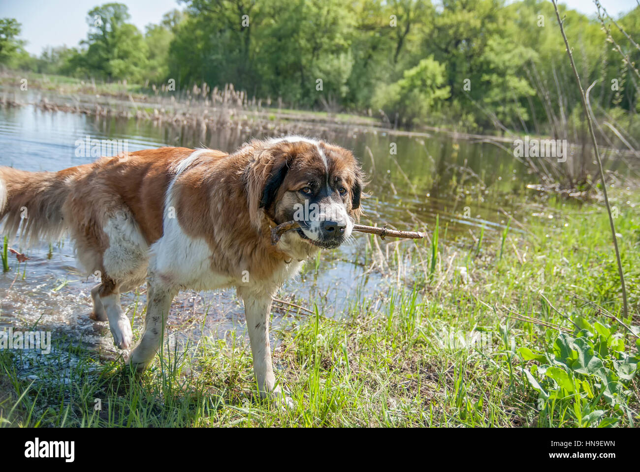 Watchdog hi-res stock photography and images - Alamy