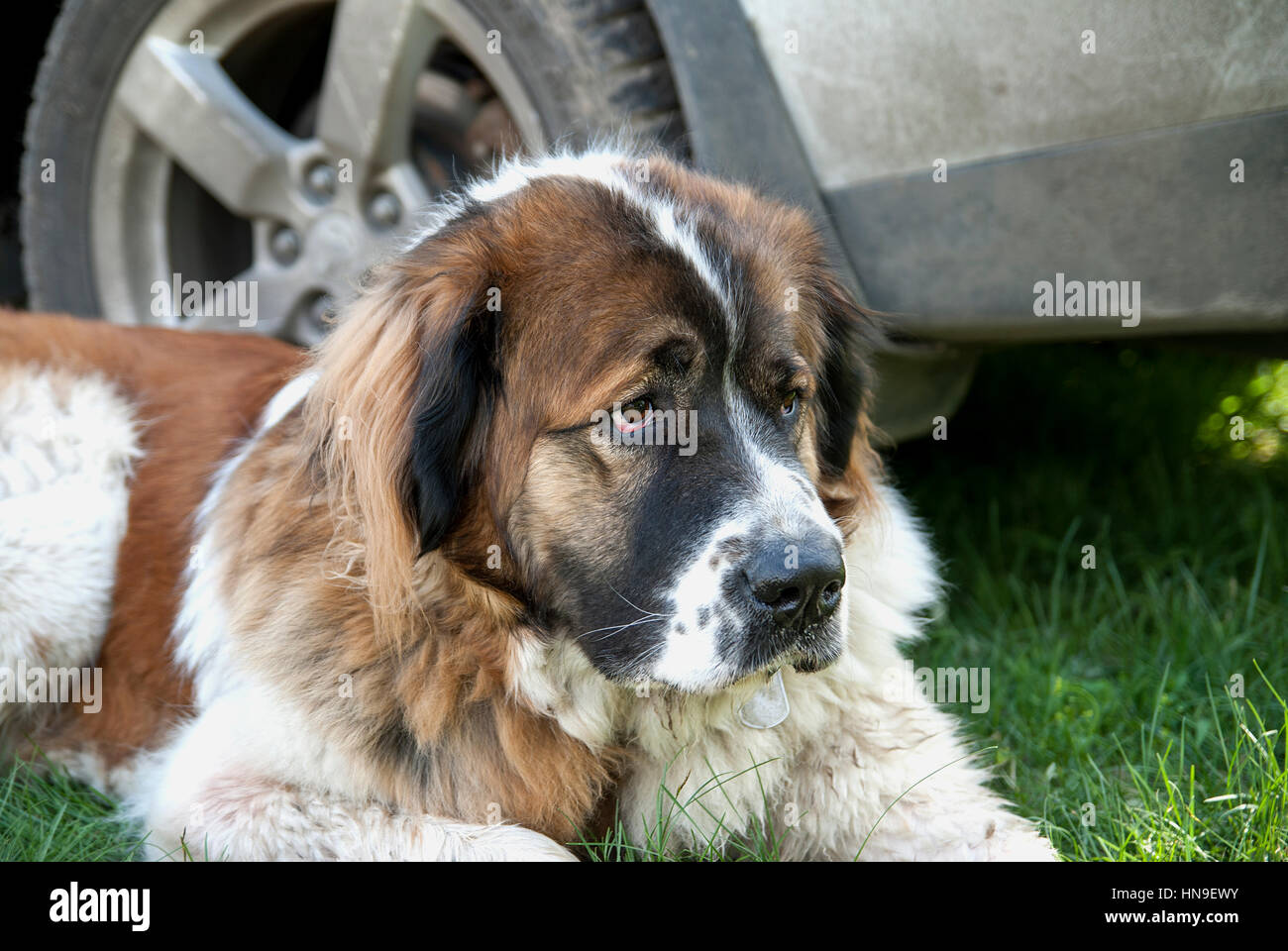 Watchdog hi-res stock photography and images - Alamy