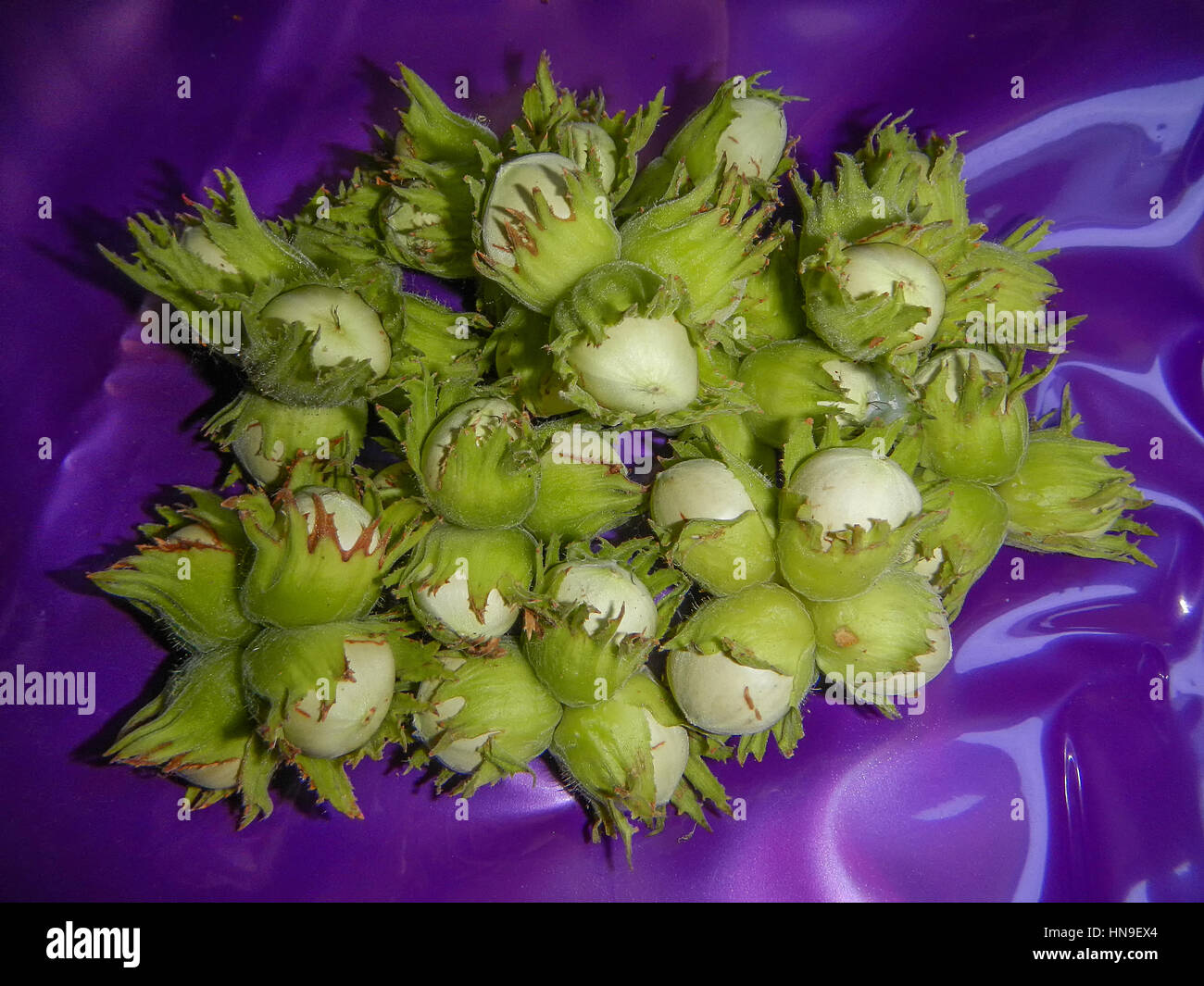 Hazel husks hi-res stock photography and images - Alamy