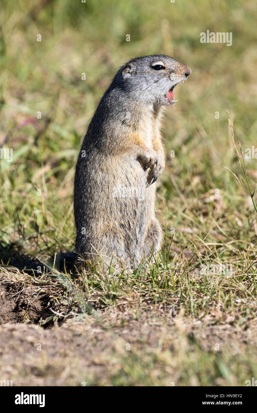 Uinta ground squirrel calling in the grass Stock Photo - Alamy